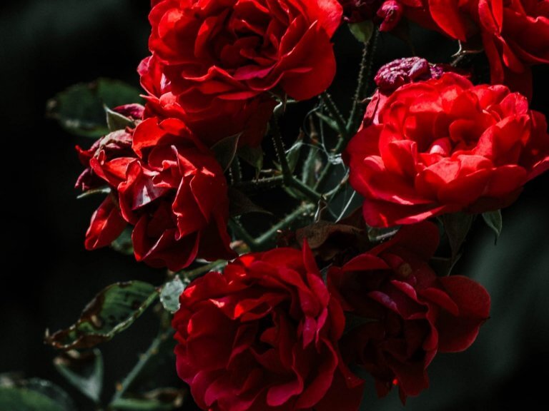 "MERCI POUR LES ROSES, MERCI POUR LES ÉPINES !" - Romain Clamaron